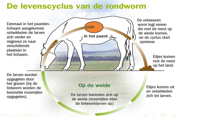 Lintworm Eieren Kip Ontwormen: Alles Over Wormen Bij Kippen